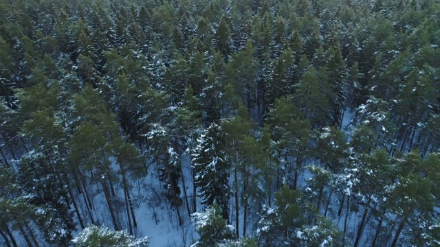 Animated Forest Snow 4k Stock Footage: Royalty-Free Video Clips ...