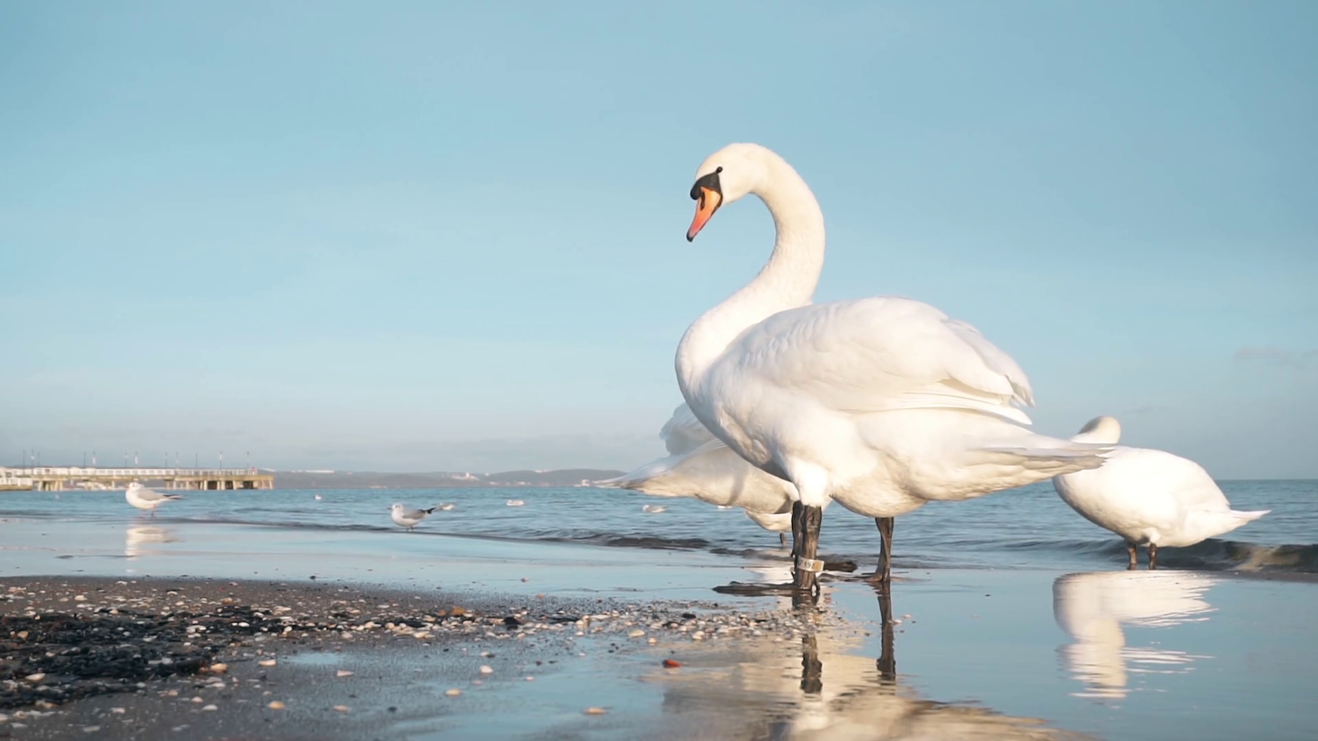 Swans On Baltic Sea Near Gdansk Stock Footage SBV-338103961 - Storyblocks