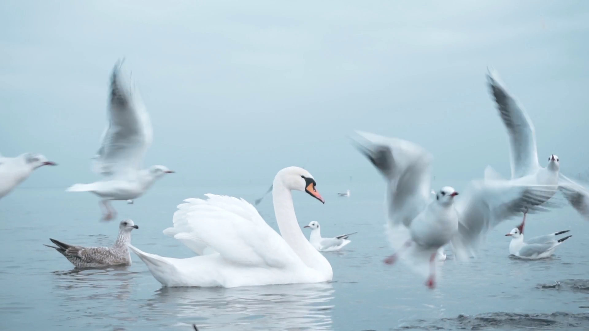 Swans On Baltic Sea Stock Footage SBV-338109297 - Storyblocks