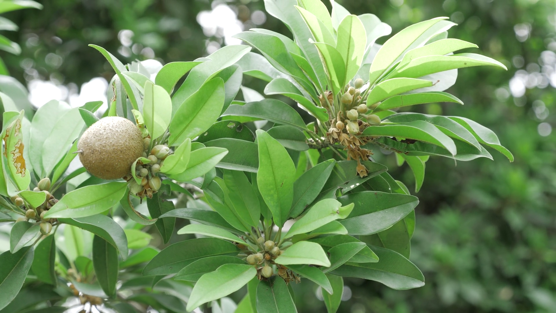 Sapota Tree Blooming With Vibrant Green Stock Footage SBV-352255137 ...