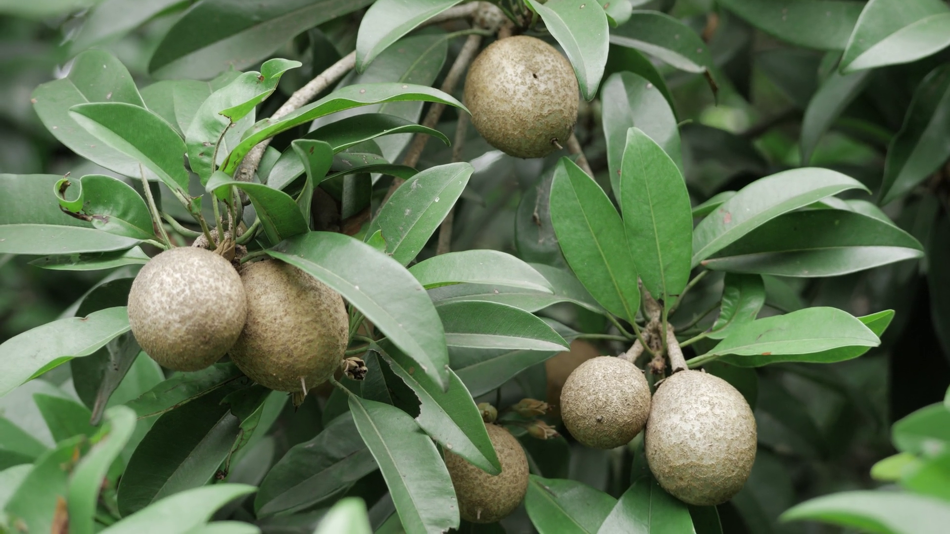 Sapota Tree Blooms With Promise Of Sweet Stock Footage SBV-352255294 ...