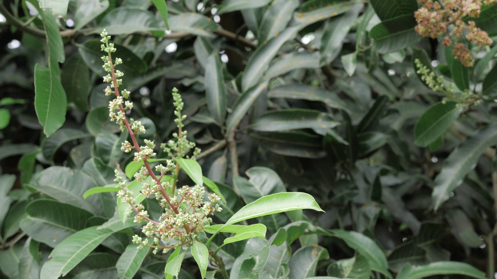 Mango Tree Blooms With Promise Of Sweet Stock Footage SBV-352255870 ...