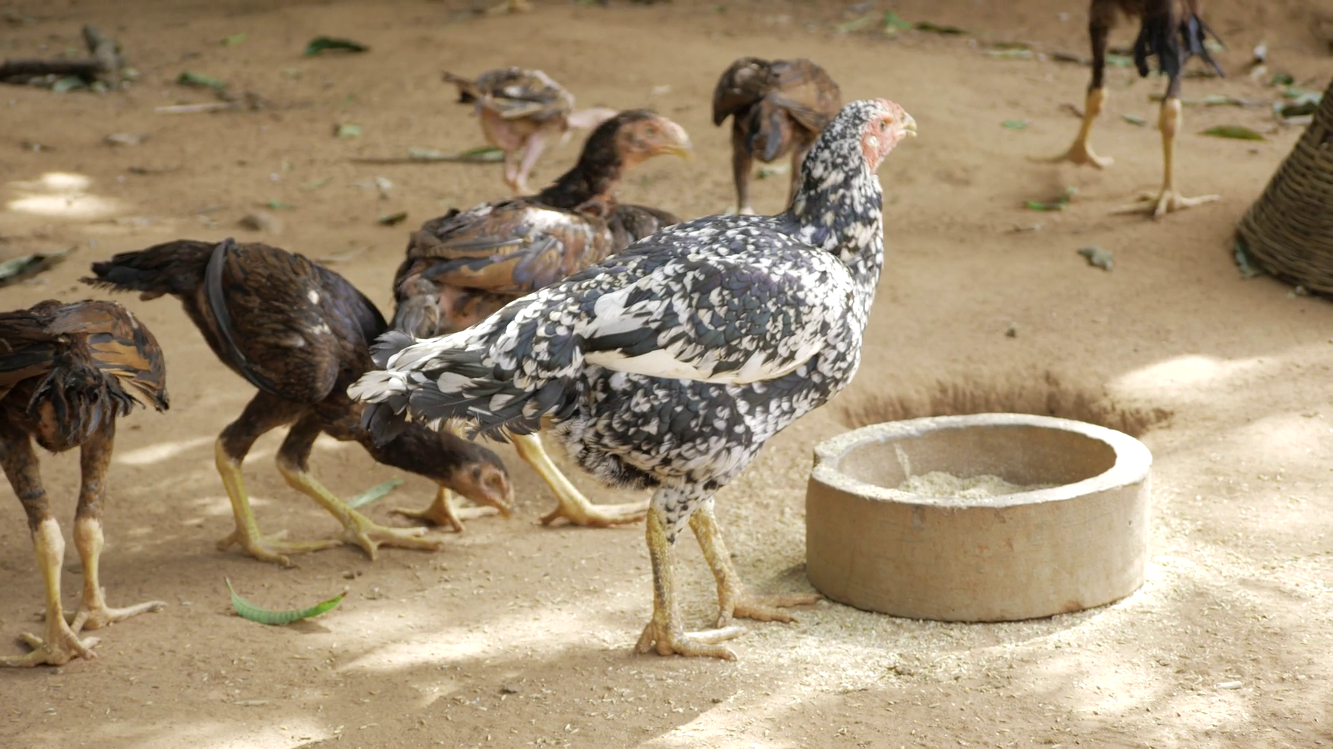 Flocking Together Feed Daily Routine Of Stock Footage SBV-352263787 ...