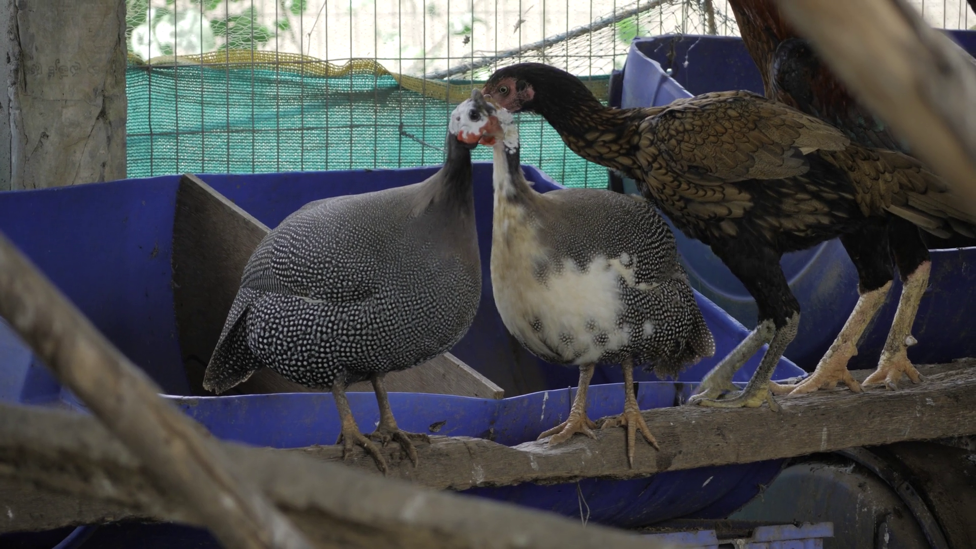 Flocking Together In Coop Life On Farm Is Stock Footage SBV-352263868 ...