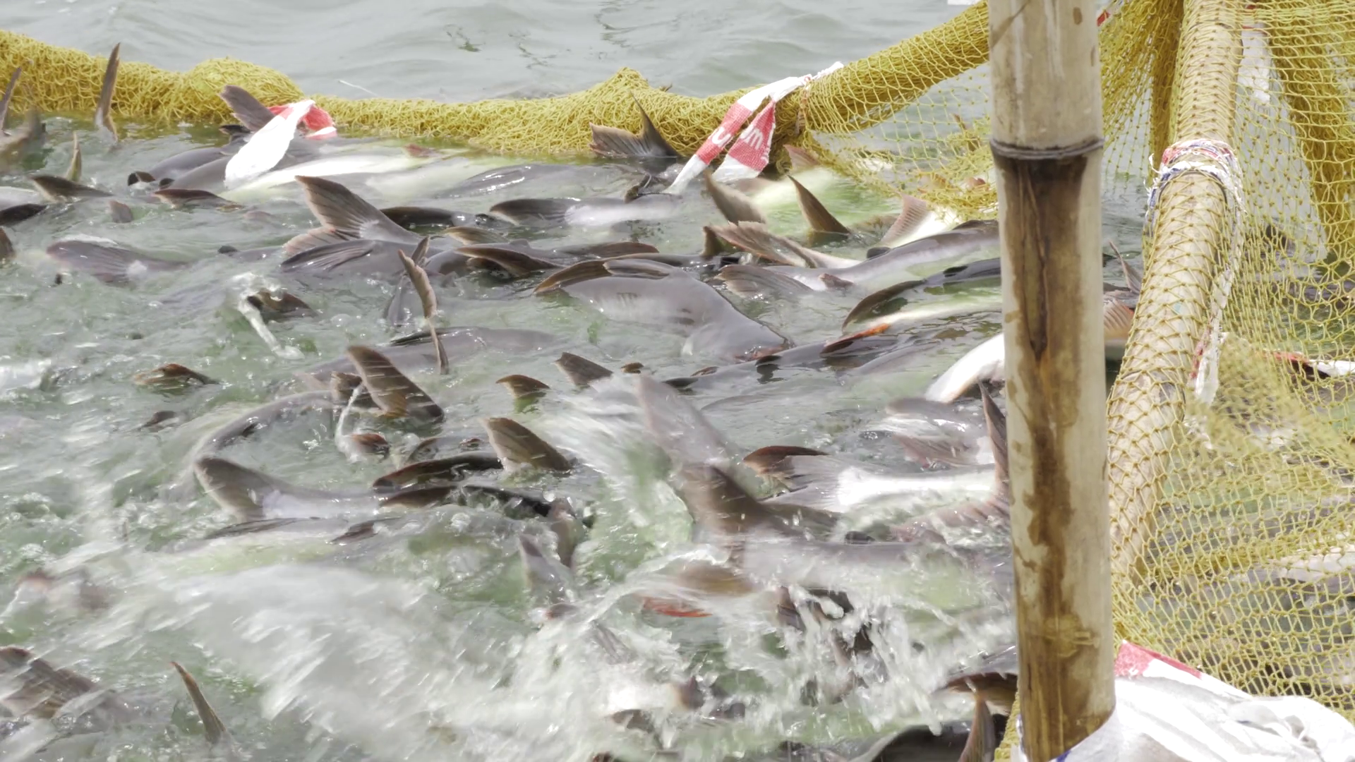 Bountiful Catch In Making Fish Farming At Stock Footage SBV-352264494 ...