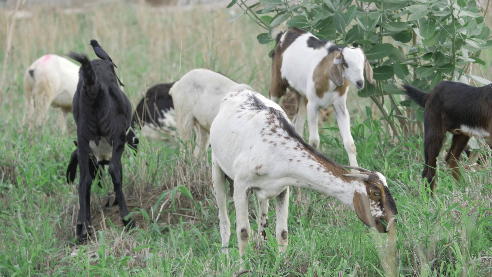 Nurturing Natures Finest Goat Farming At Stock Footage SBV-352264783 ...