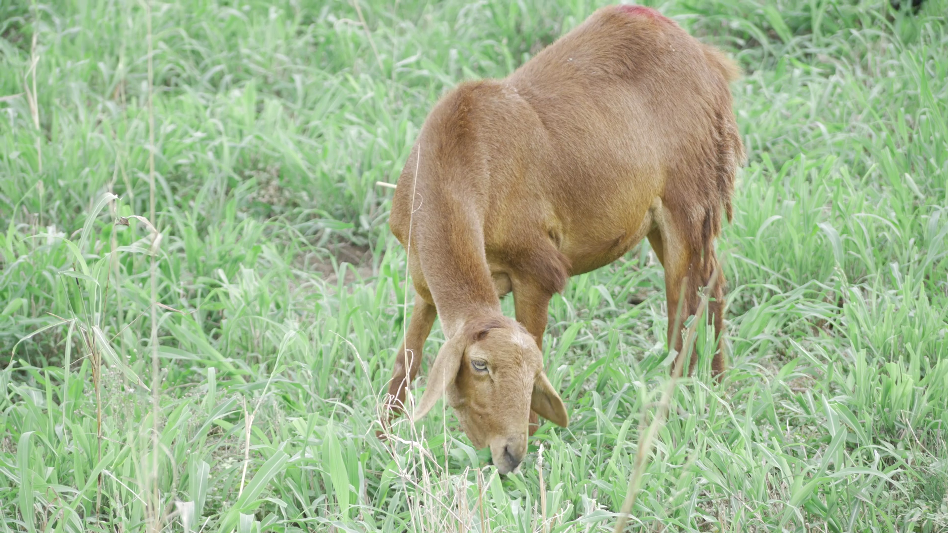 Nurturing Future Goat Farming Sustainable Stock Footage SBV-352264772 ...