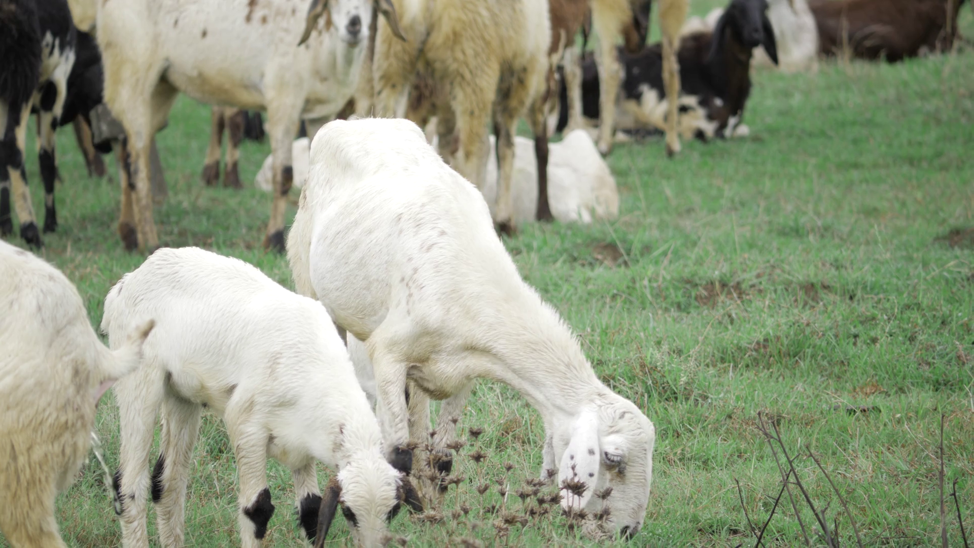 Grazing Goats Sustainable Farming Solution Stock Footage SBV-352264766 ...