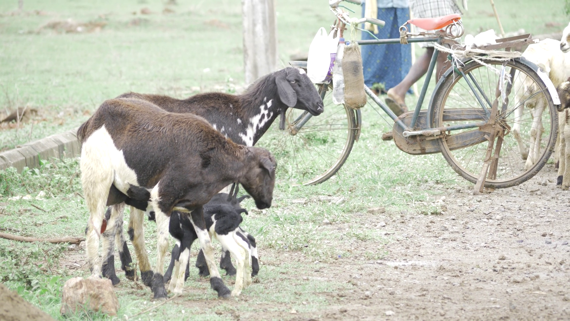 Goats Grazing Goats Growing Goat Farmings Stock Footage SBV-352264857 ...