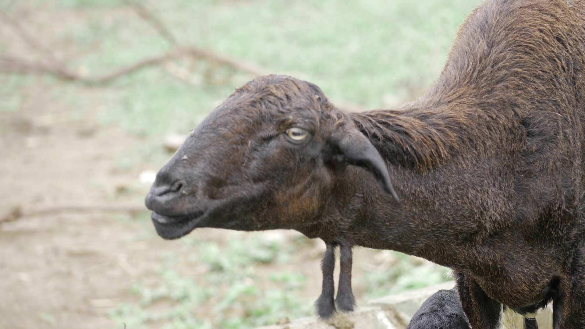 Nurturing Future Goat Farming Sustainable Stock Footage SBV-352264690 ...