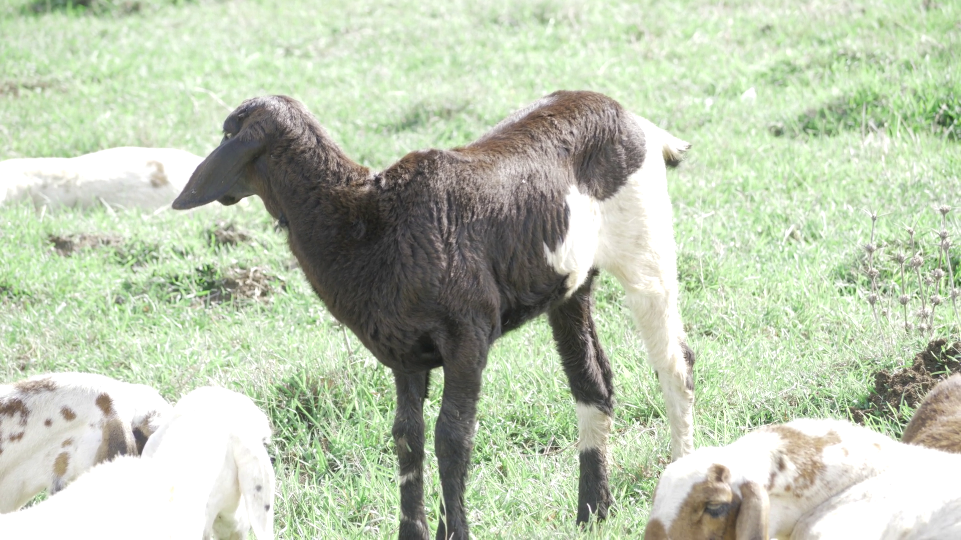 Nurturing Future Of Goat Farming Pasture At Stock Footage SBV-352264732 ...