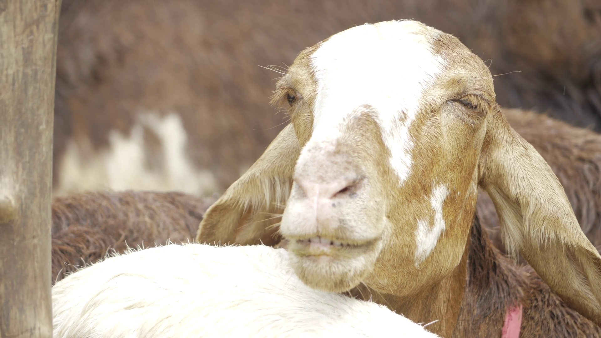 Charming Goat Smile Captivates Audience - Stock Footage SBV-353127936 ...