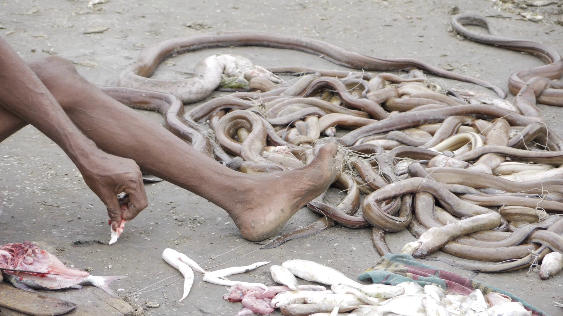 A Feast Of Fish - Foot's Journey Through Stock Footage SBV-353133697 ...