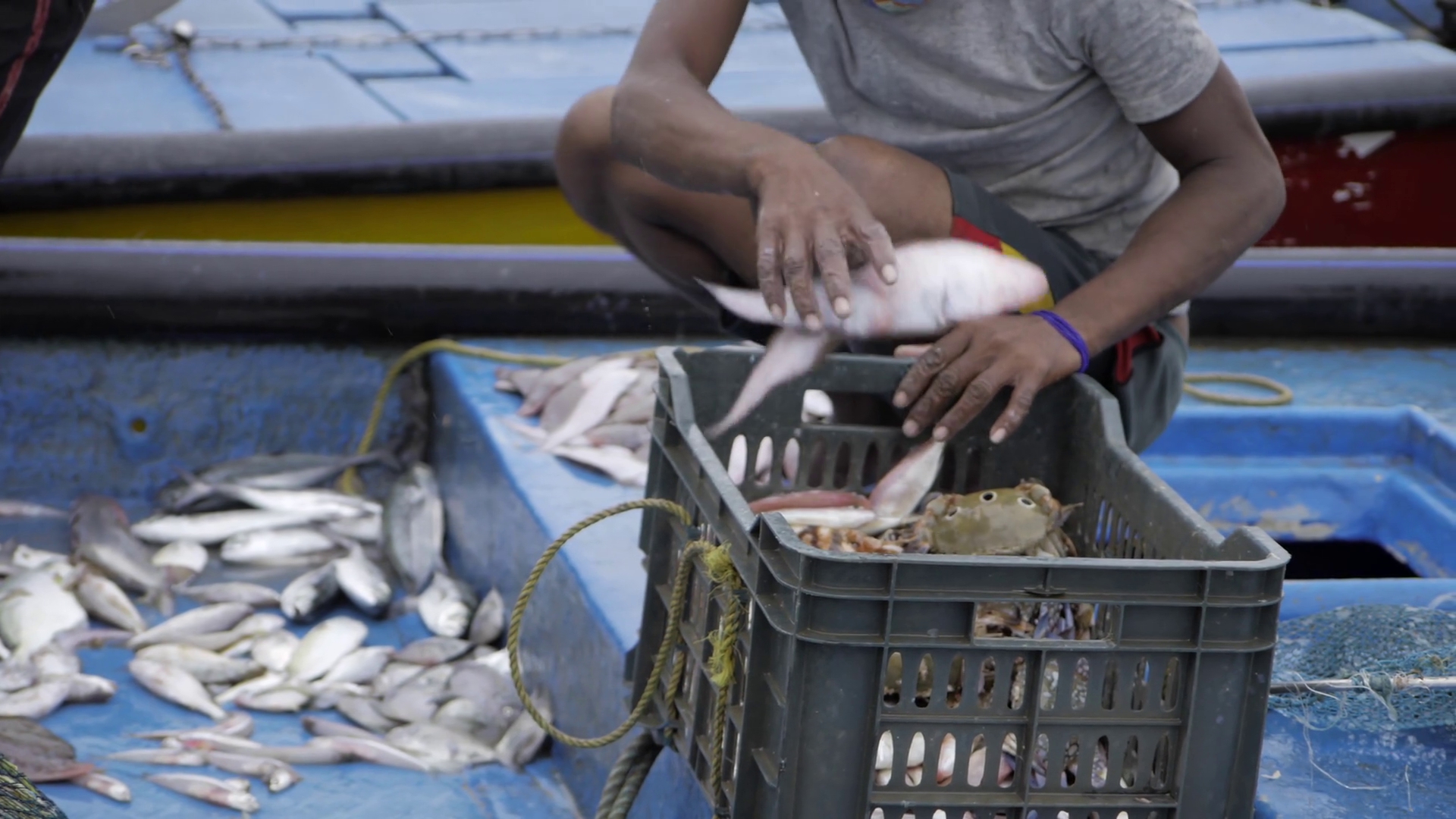 Fresh Seafood Harvest - Handling Cargo With Stock Footage SBV-353132740 ...