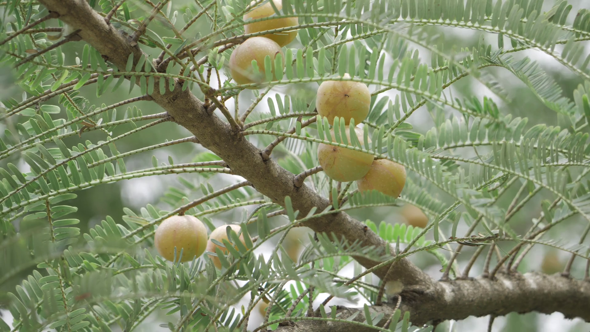 Amla Tree In Bloom Bountiful Fruits Stock Footage SBV-353486278 ...