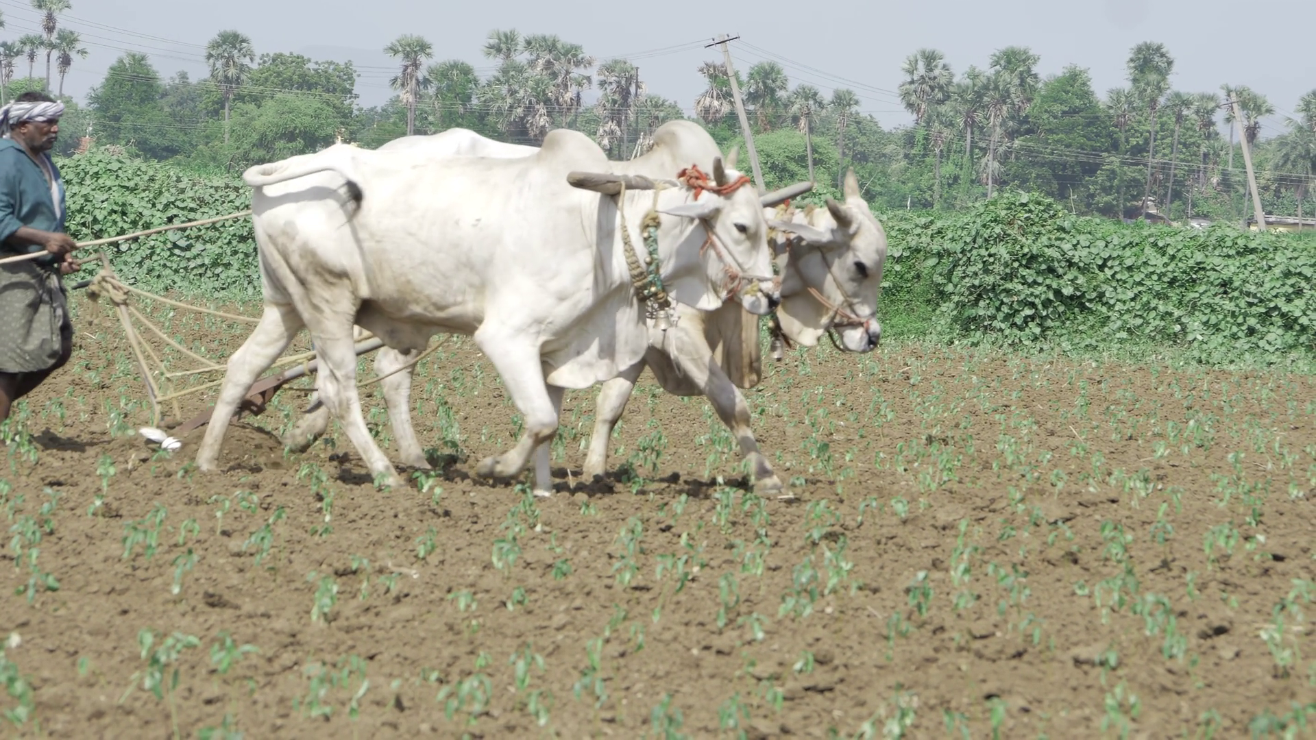 Bull Plowing In Field - Traditional Farming Stock Footage SBV-353123303 ...
