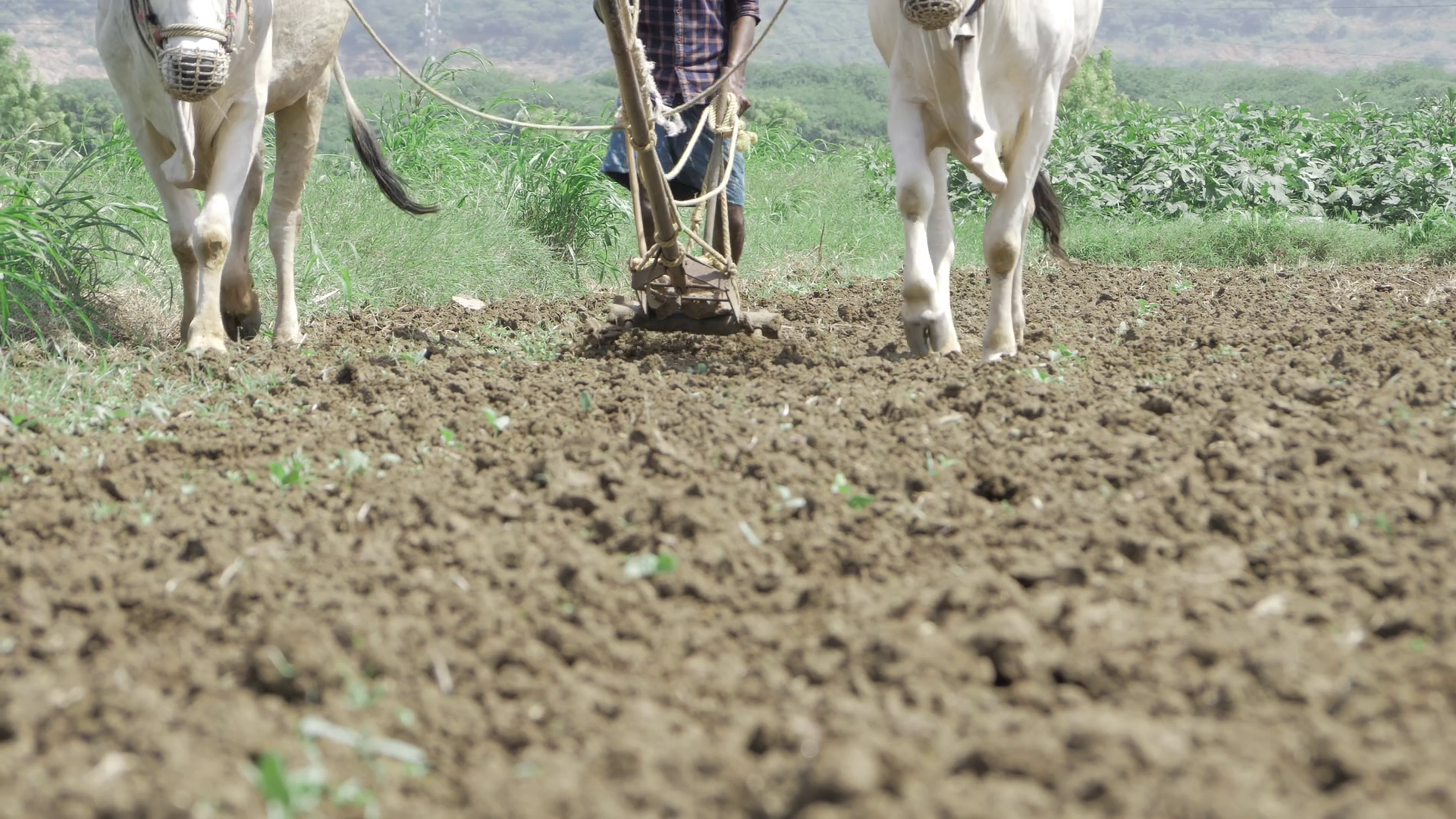 Buffalo Ploughing In Wild - Traditional Stock Footage SBV-353123768 ...