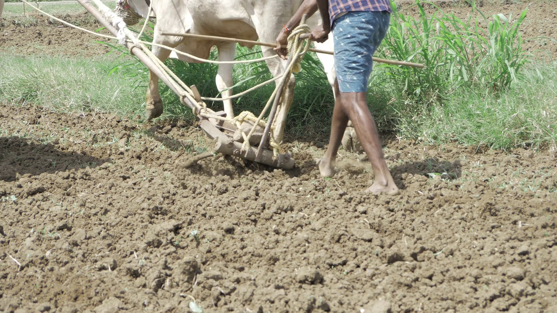 Buffalo Ploughing In Fields - Ancient Stock Footage SBV-353123791 ...
