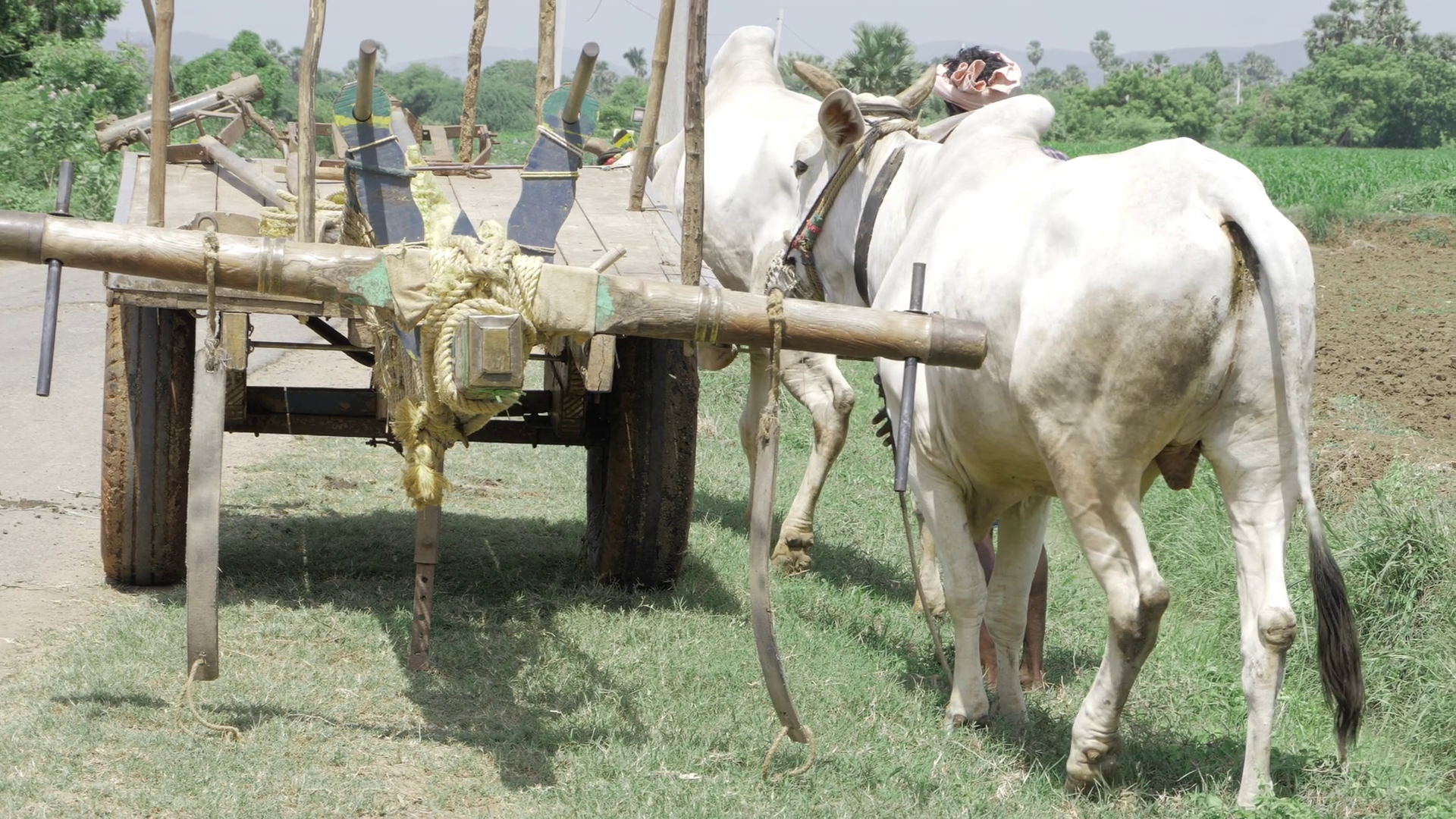 Uniqueness Of Indian Buffalo Plowing - Stock Footage SBV-353123272 ...