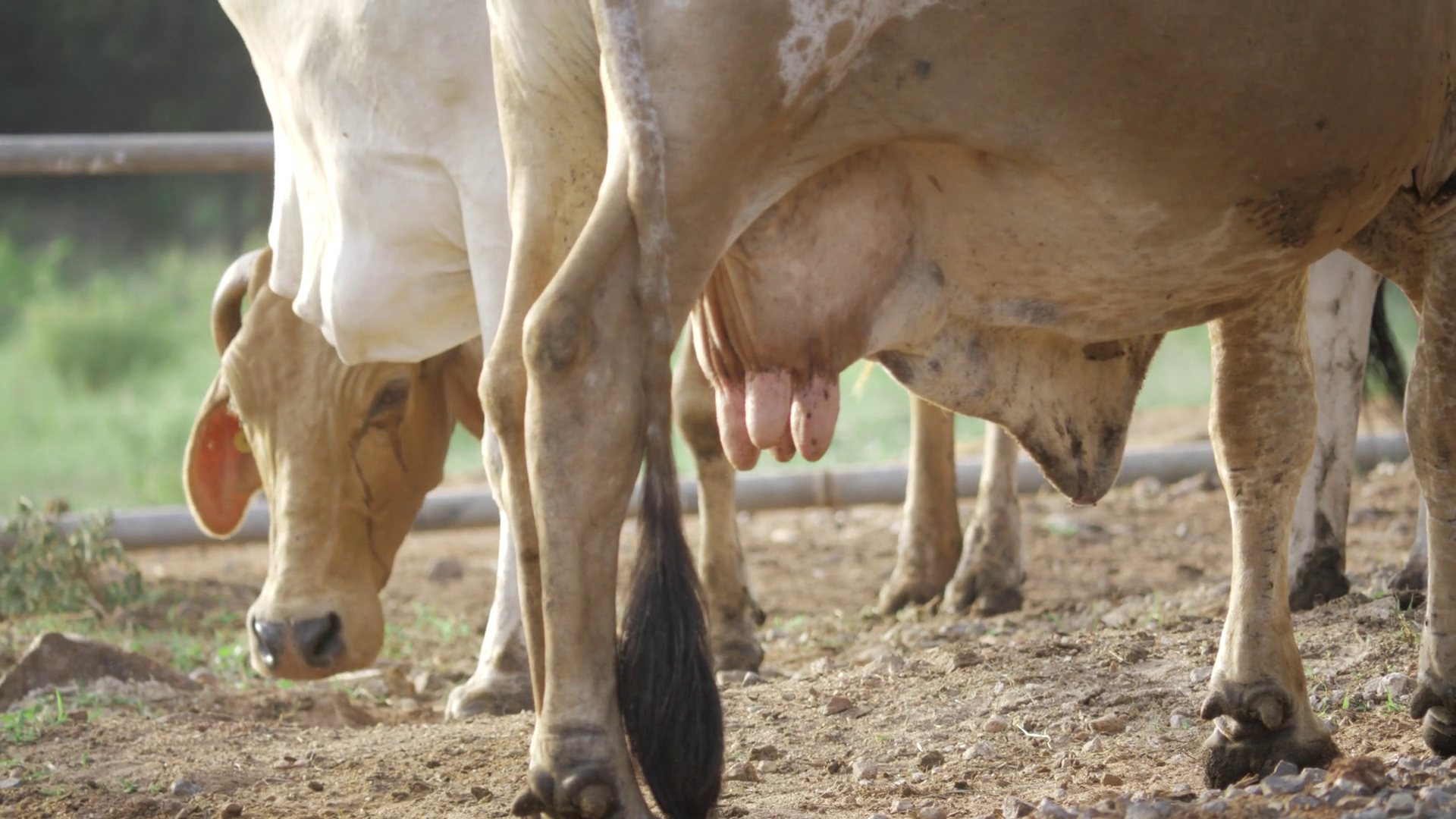 Milk-filled Cows In Natural Habitat - Serene Stock Footage SBV ...