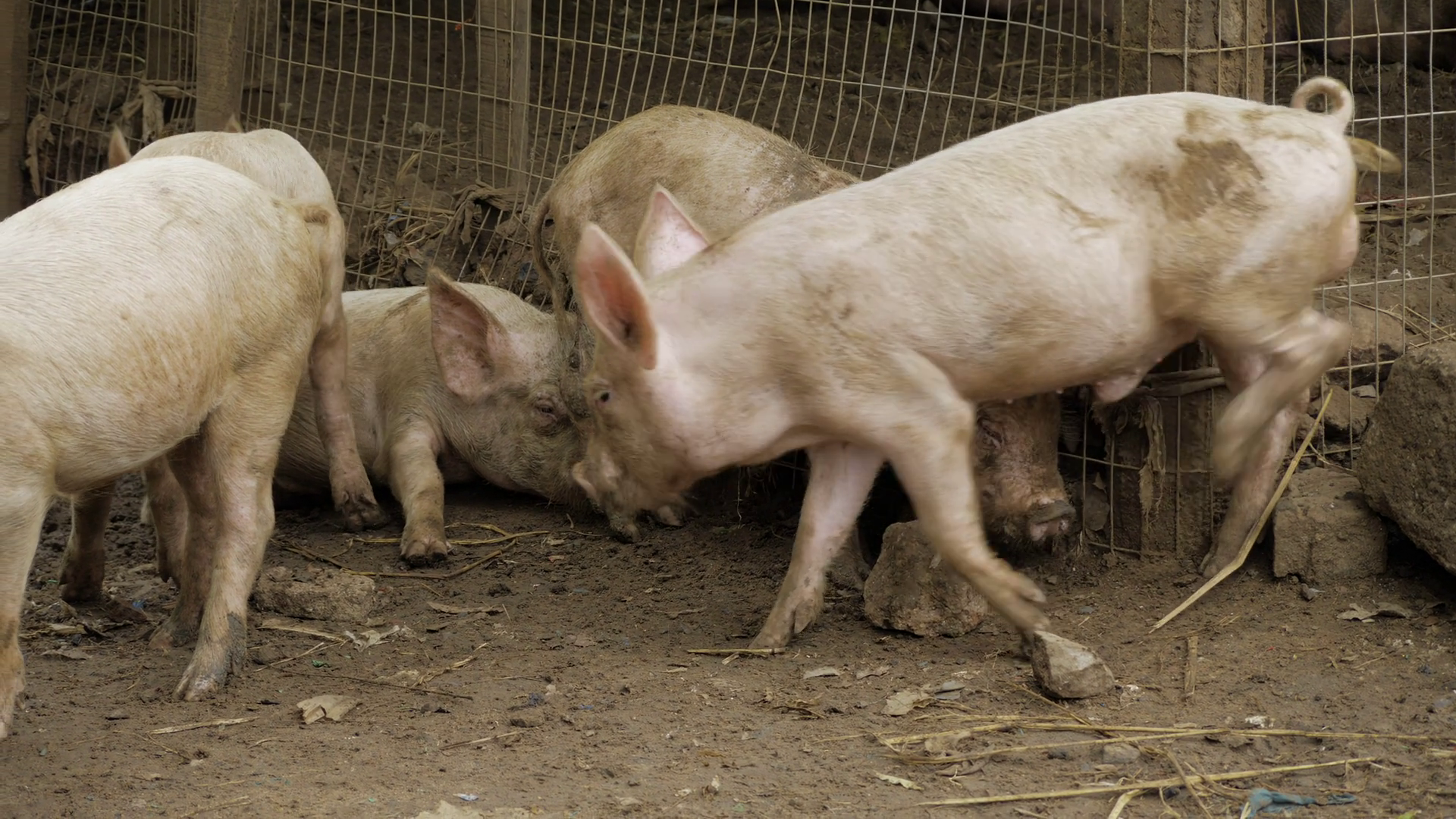 Dirty Pigs In Pen - Close-up Look At Farm Stock Footage SBV-352791440 ...