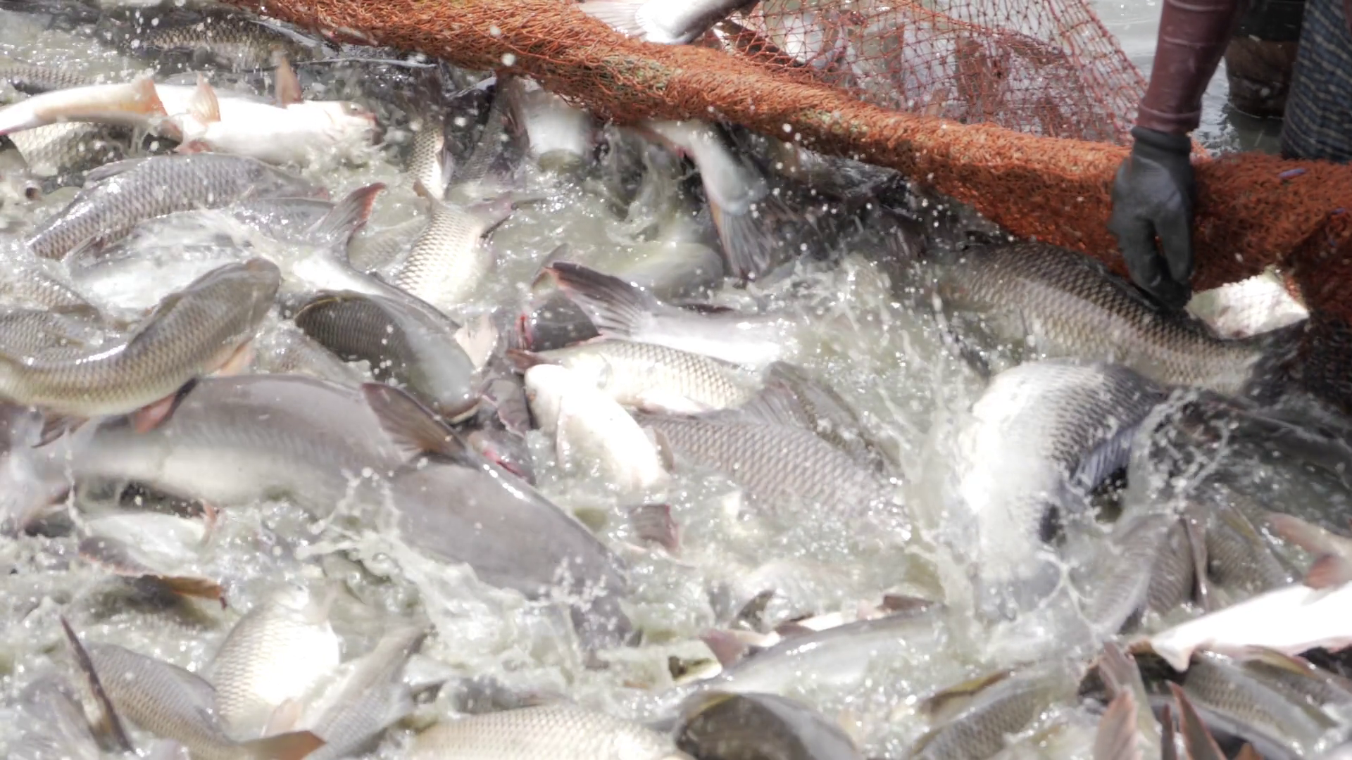 Bustling Aquatic Scenes - Thriving Fish Stock Footage SBV-352745053 ...
