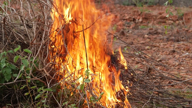 Back Burning Stock Footage: Royalty-Free Video Clips - Storyblocks