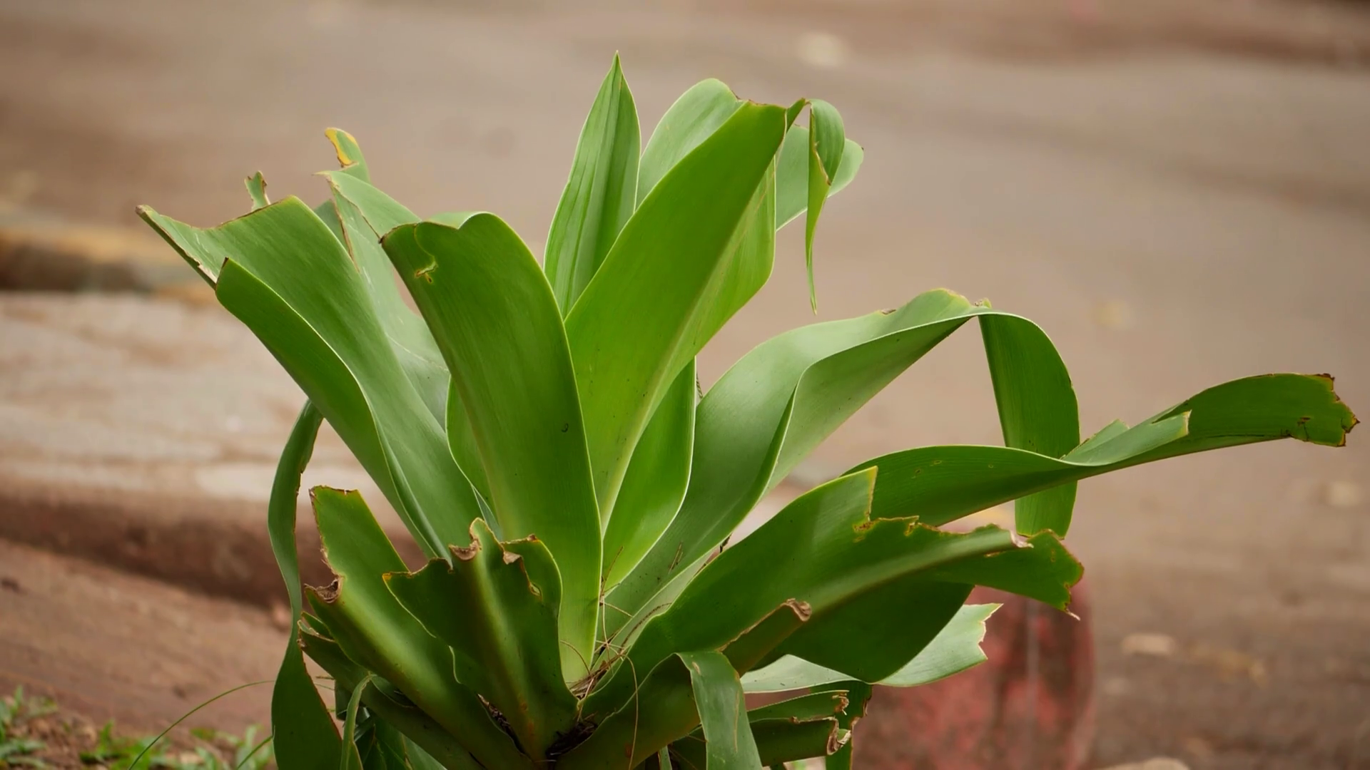 A Plant With Long Stems Green Leaves Stock Footage SBV-347775441 ...