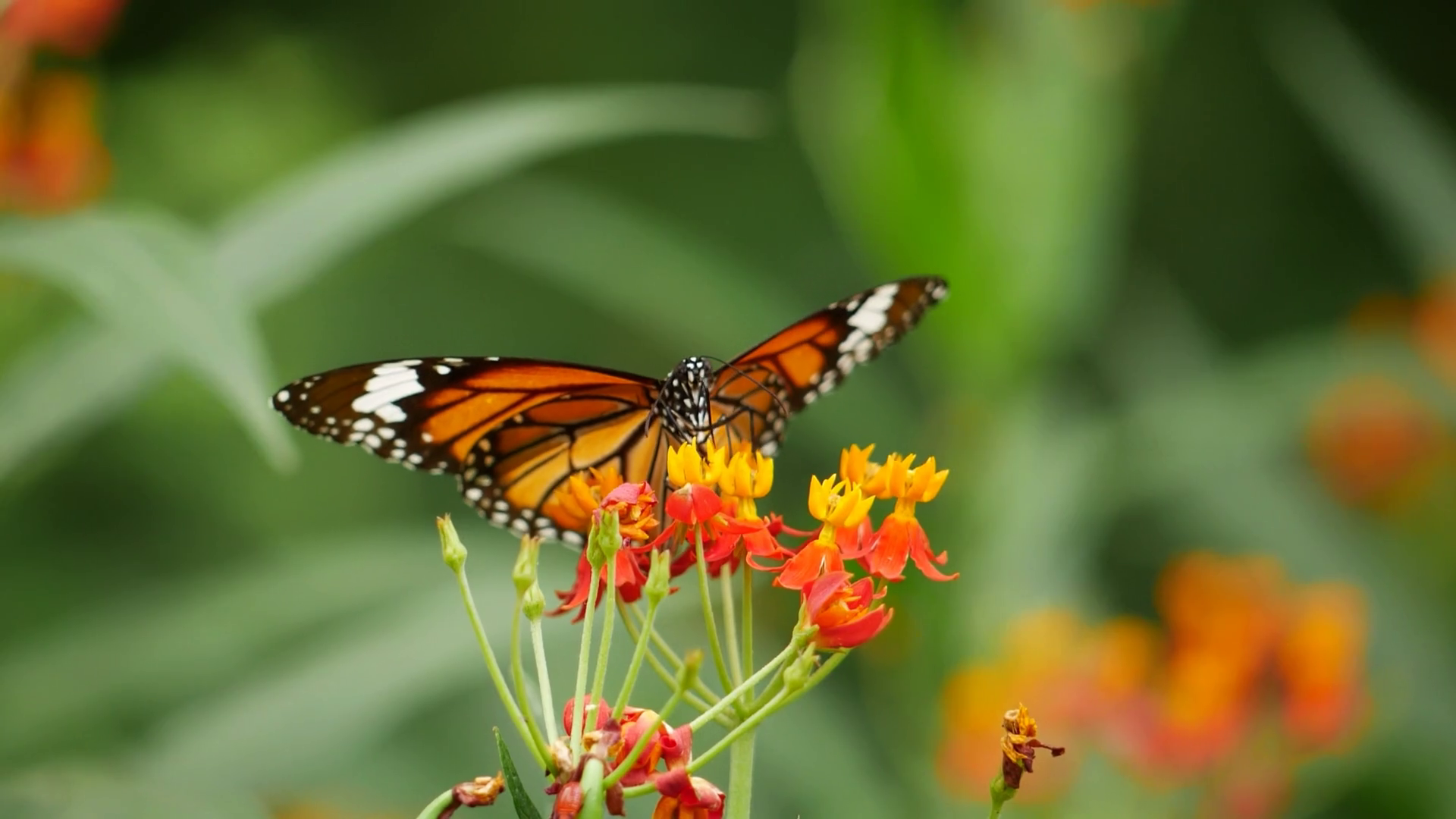 A Monarch Butterfly Slow Motion Stock Footage SBV-347775341 - Storyblocks