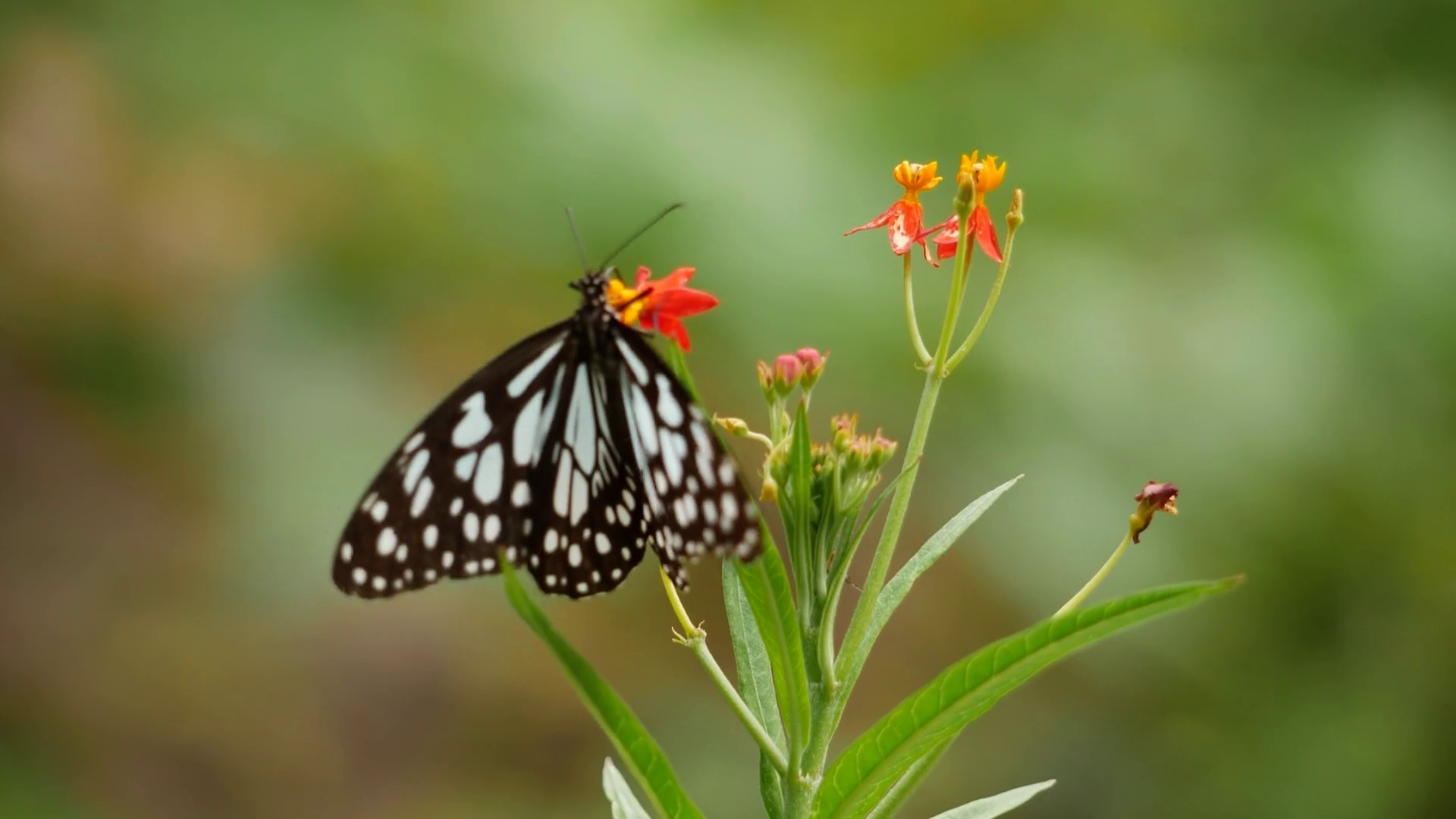 A Butterfly Lands On Flower Creating Stock Footage SBV-347775345 ...
