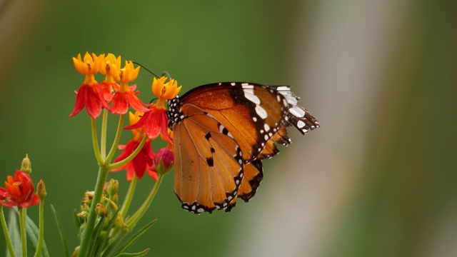 Download Royalty Free Butterfly Videos - Butterfly Stock Footage