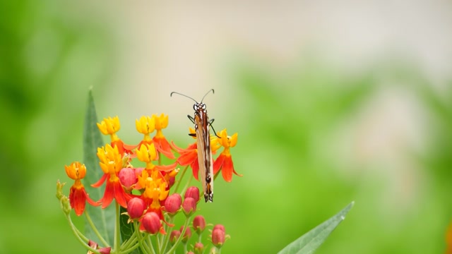 Download Royalty Free Butterfly Videos - Butterfly Stock Footage