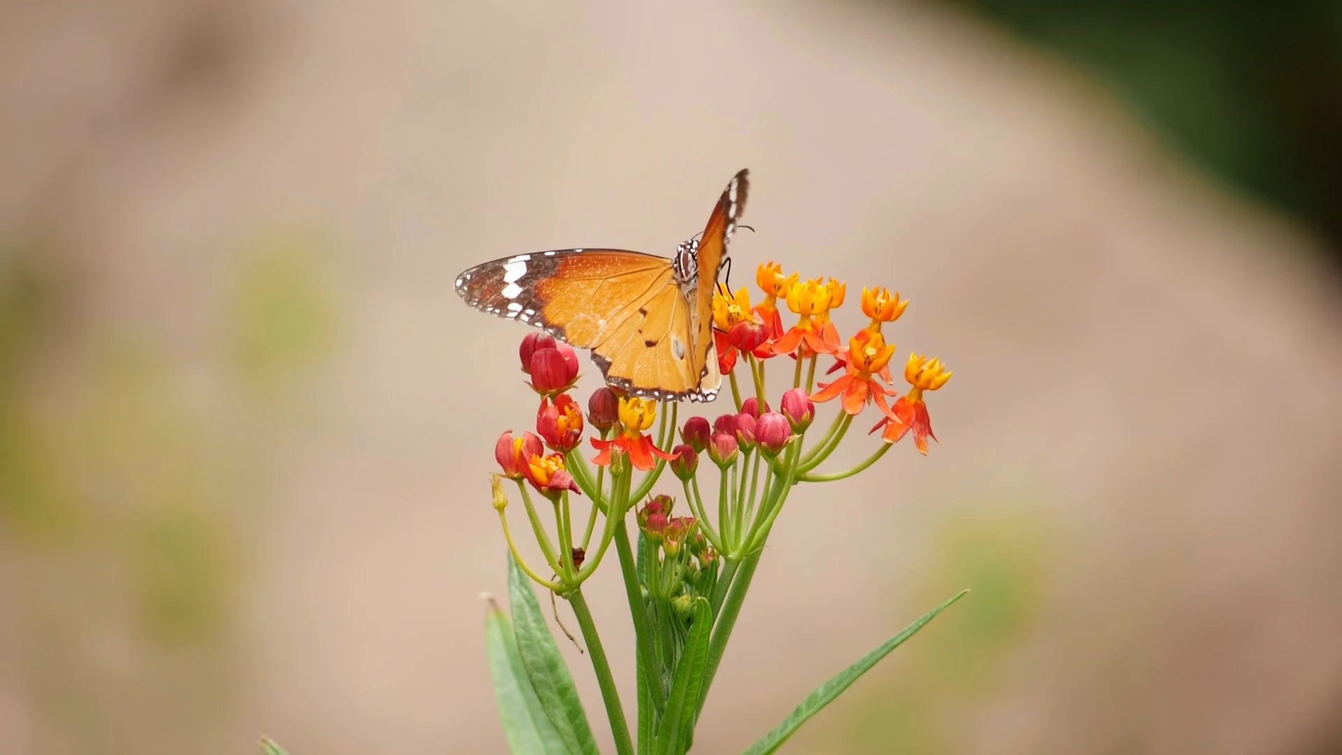Butterflies In Garden On Flowers Flying Stock Footage SBV-347775376 ...