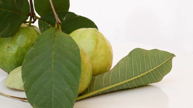 Guava Leaves Stock Footage: Royalty-Free Video Clips - Storyblocks