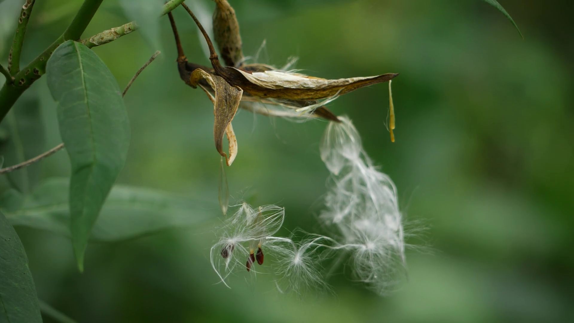 Close-up Of Plant With Seed Pods In Gentle Stock Footage SBV-348419367 ...