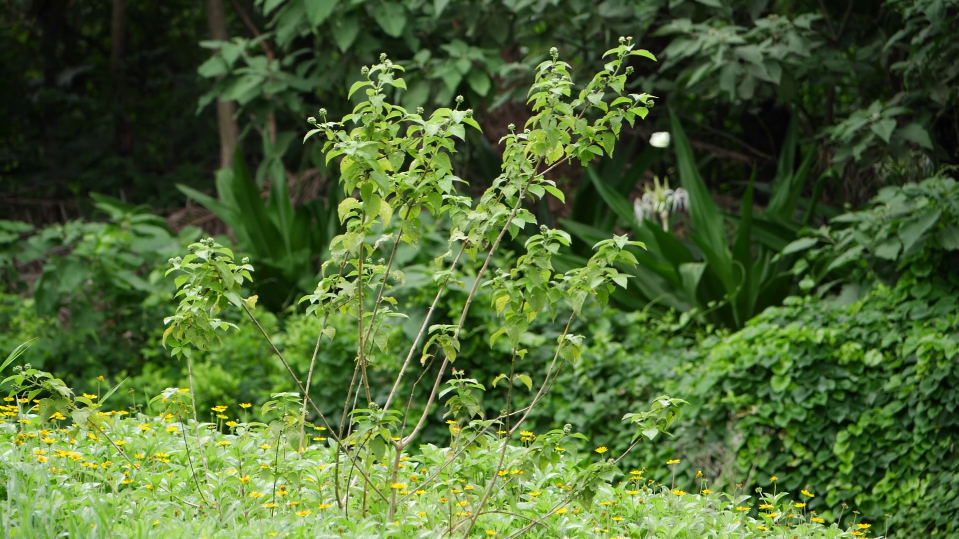 A Small Tree With Green Leaves Yellow Stock Footage SBV-348419233 ...