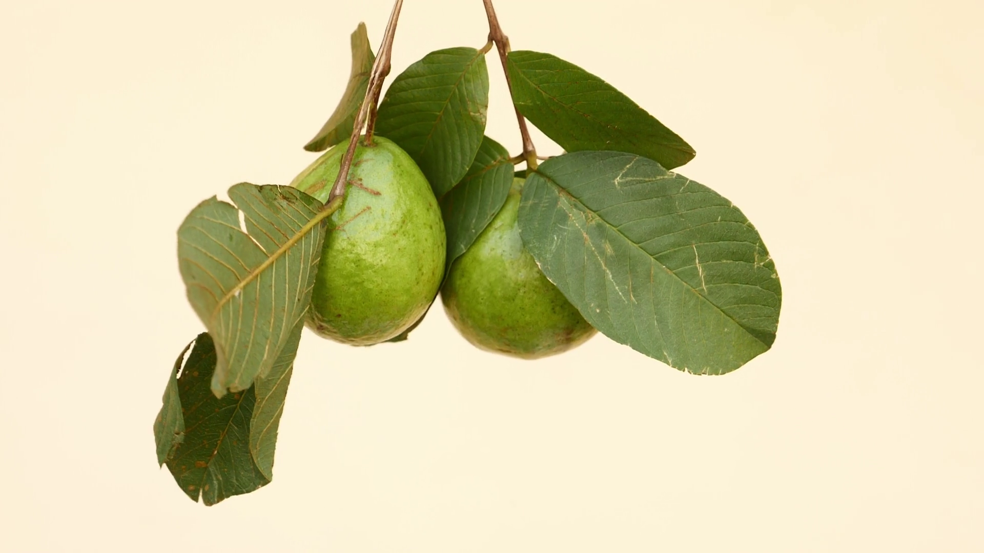 Two Guava Fruits Hanging With Leaves Around Stock Footage SBV-338785942 ...