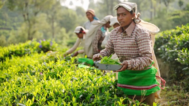 Picker | People stock footage - Storyblocks