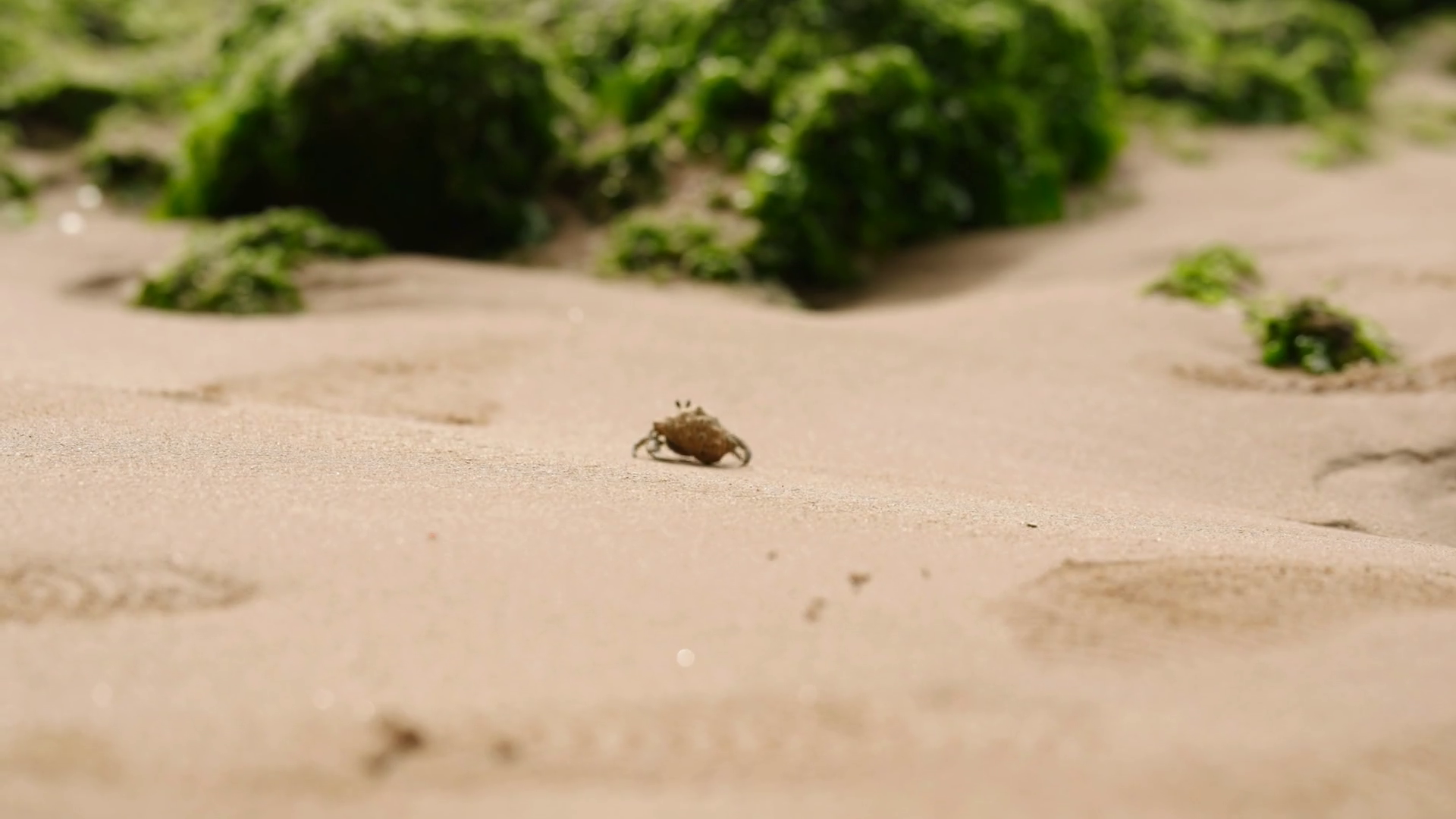 Clypeatus Hermit Crab Forages On Sandy Shore Stock Footage SBV ...