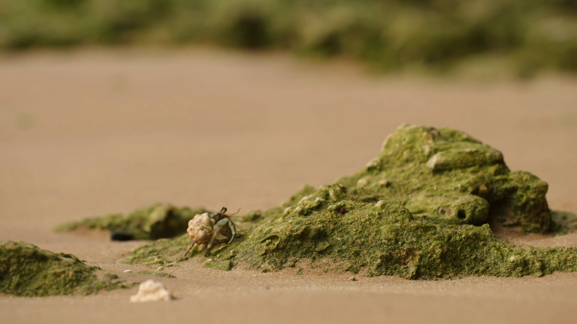 Hermit Crab Emerges Explores Sandy Beach Stock Footage SBV-348777559 ...