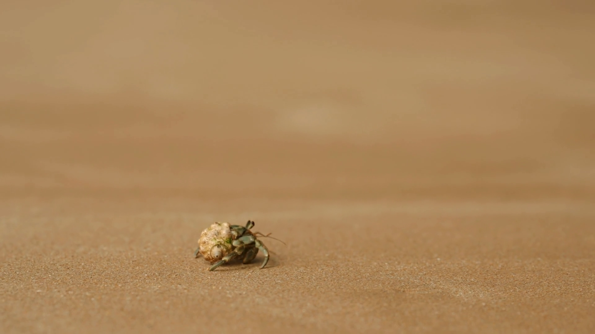 Hermit Crab Forages On Sandy Shore Stock Footage SBV-348715994 ...