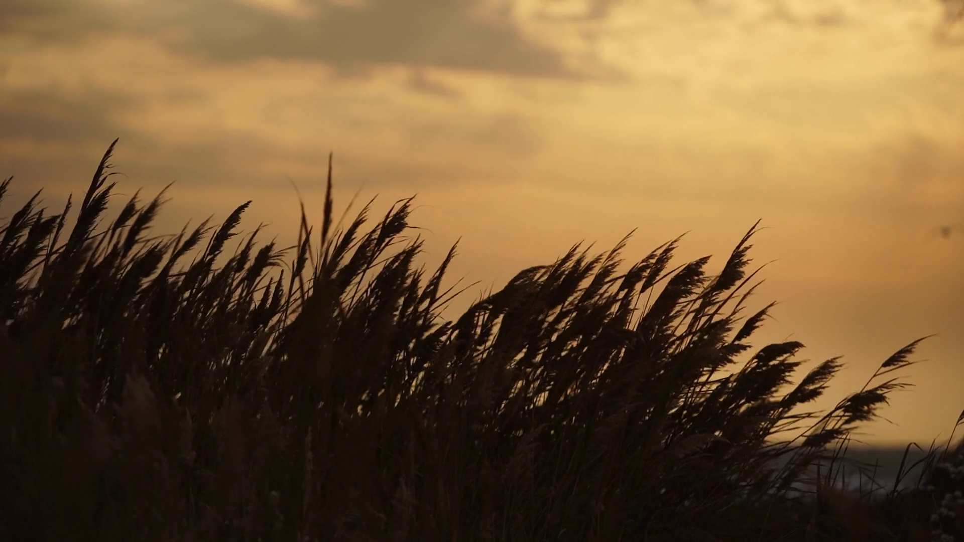 Bending Reeds Sway In Strong Coastal Winds Stock Footage SBV-348777274 ...