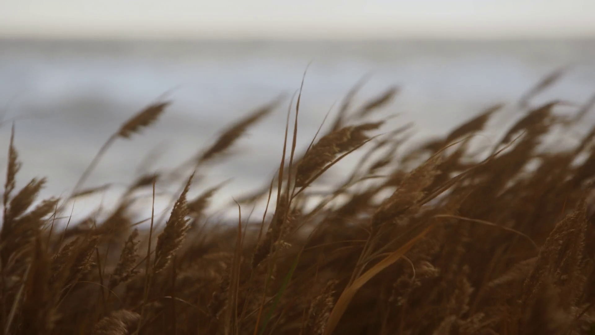 Windswept Reeds Sway On Coast Seascape Stock Footage SBV-348761554 ...