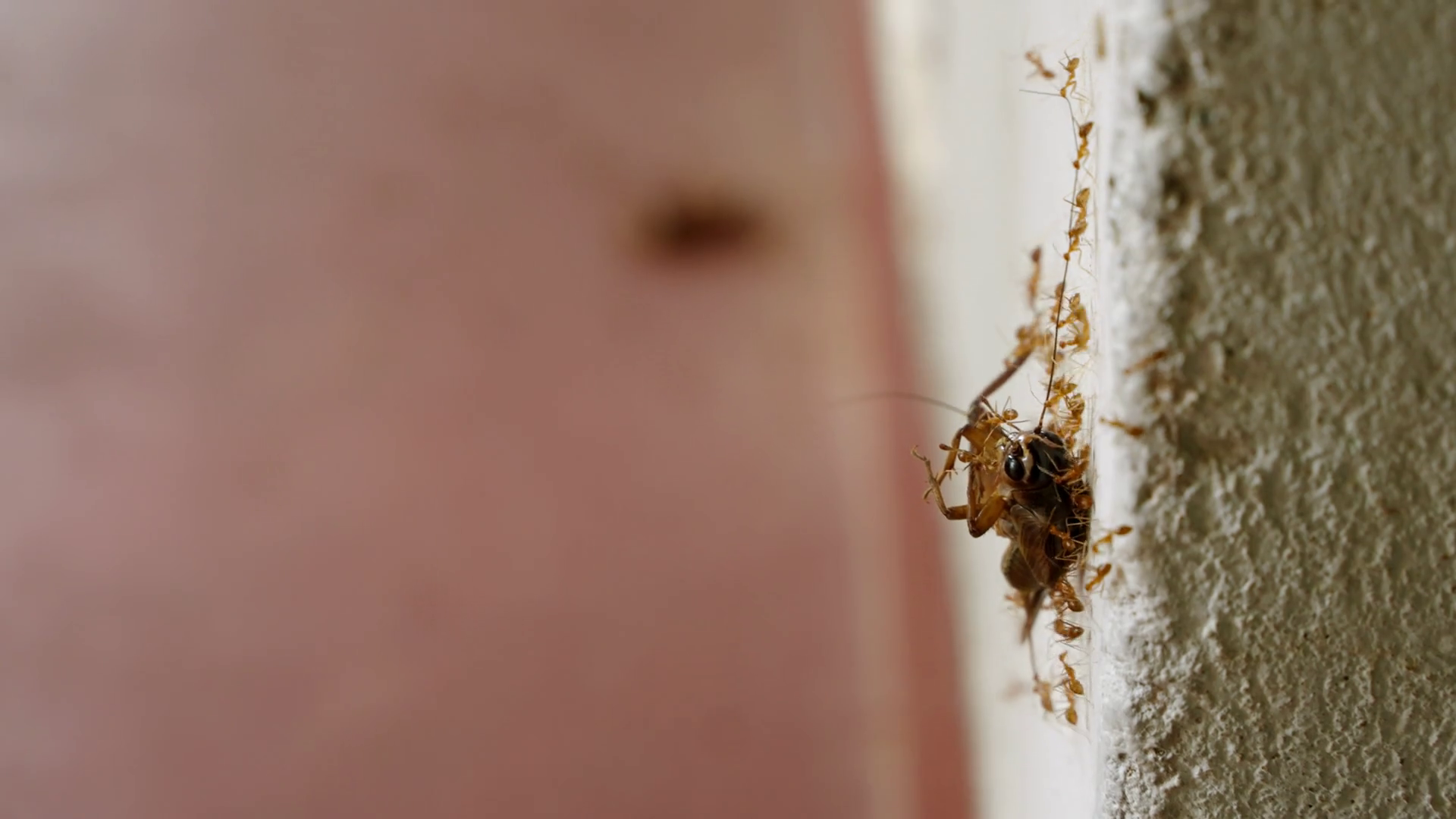Team Of Ants Dragging Cockroach Up To Wall Stock Footage SBV-348849496 ...