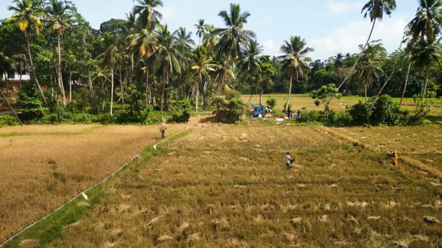 Farm Plots Stock Footage: Royalty-Free Video Clips - Storyblocks