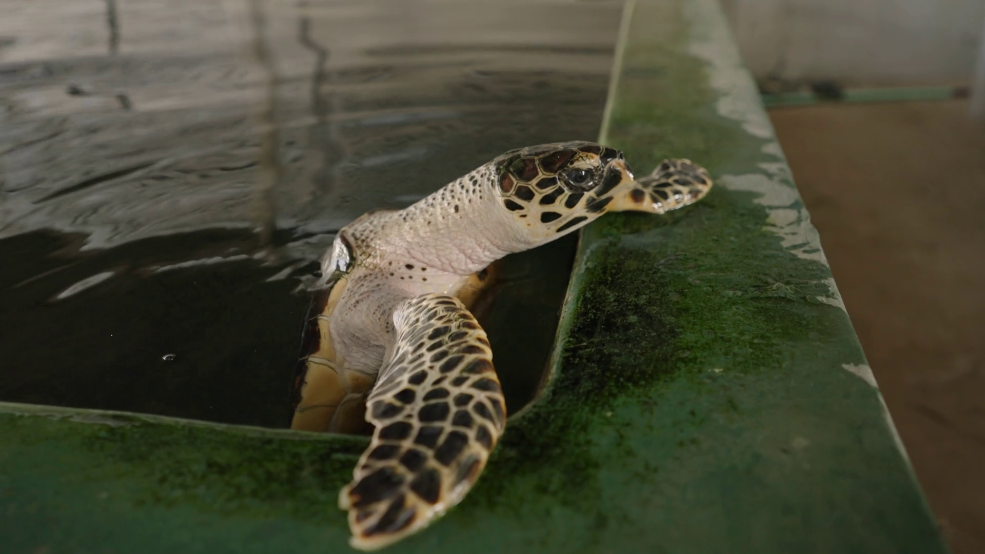 Adult Sea Turtle Swimming In Hatchery Pool Stock Footage SBV-348842446 ...