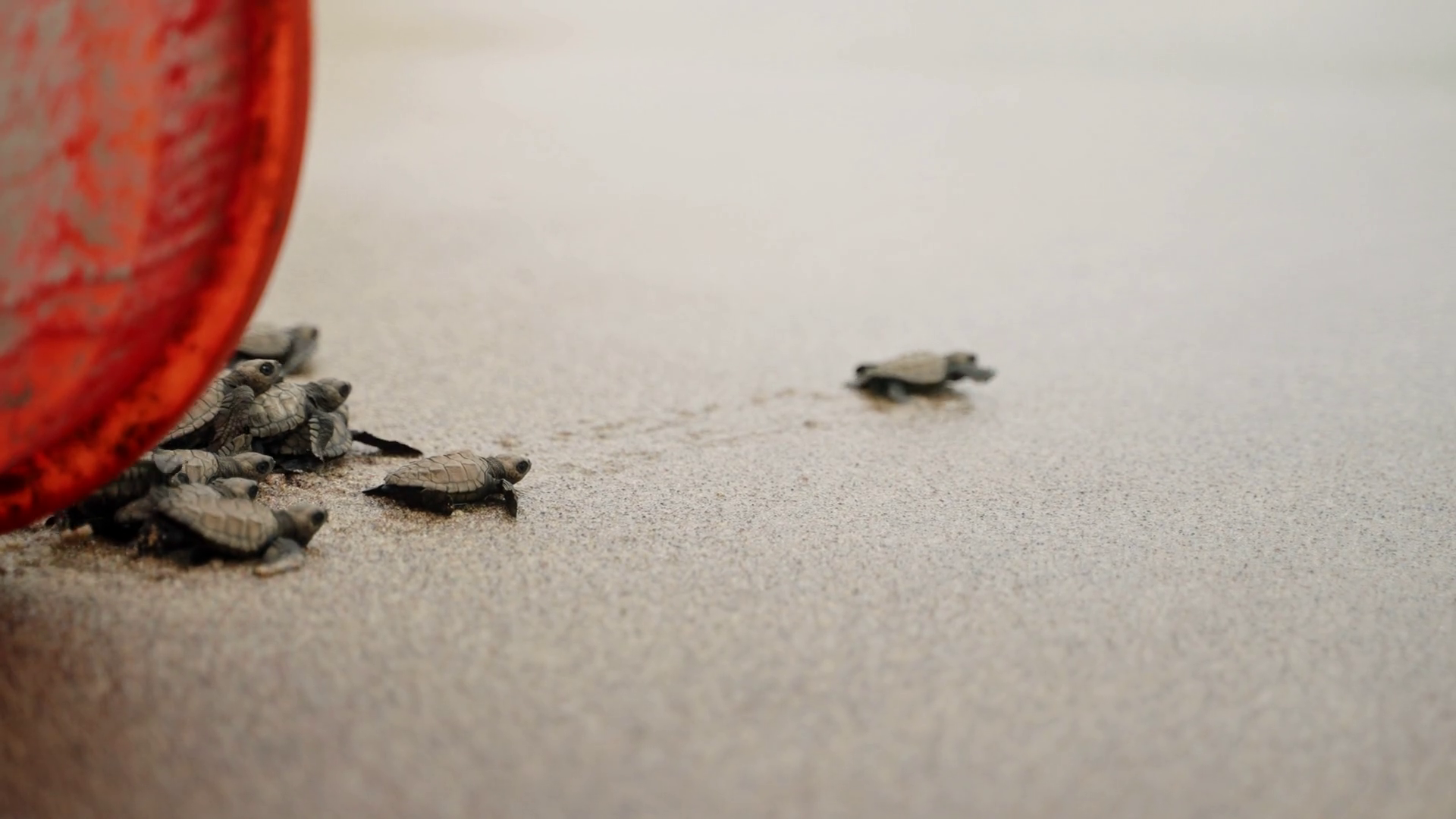 Baby Sea Turtles Scuttle Across Sandy Beach Stock Footage SBV-348820833 ...