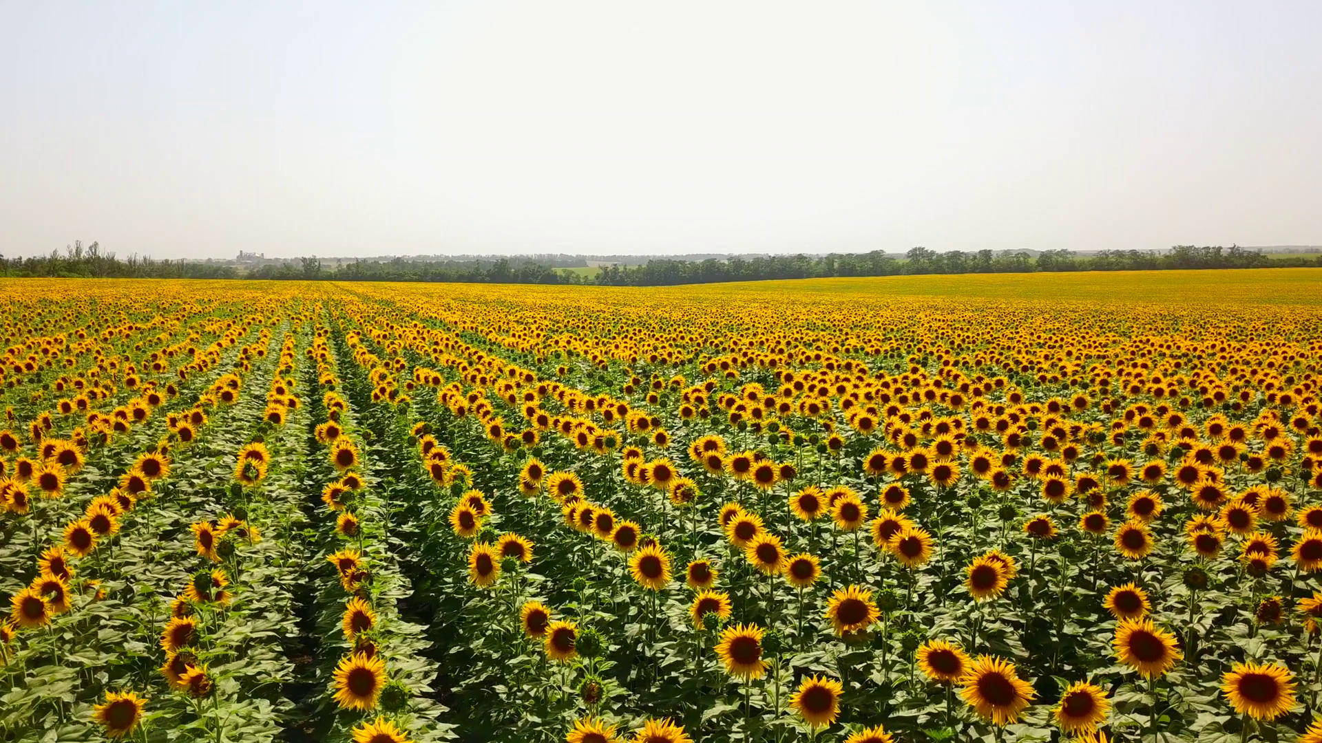 Aerial View Of Sunflowers Field Drone Flight Stock Footage SBV ...