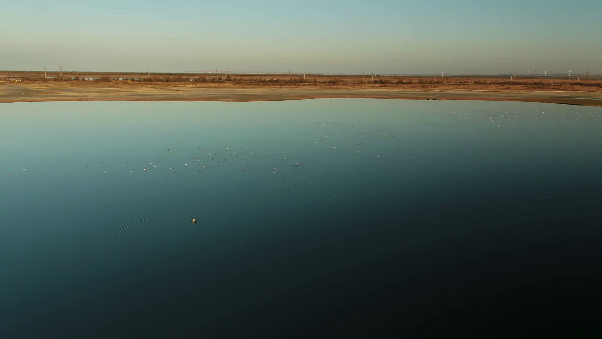 Aerial View Of Flock Of Birds Flying Above Stock Footage SBV-348512410 ...