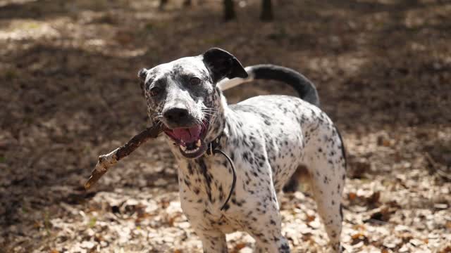 Fetching Stick Stock Footage: Royalty-Free Video Clips - Storyblocks